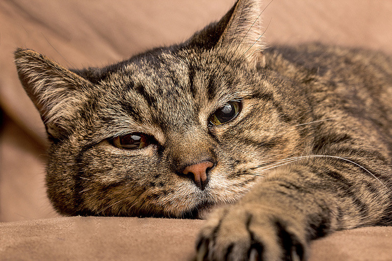 16 Great Shots Of Cats Playing Around | Smashing Camera