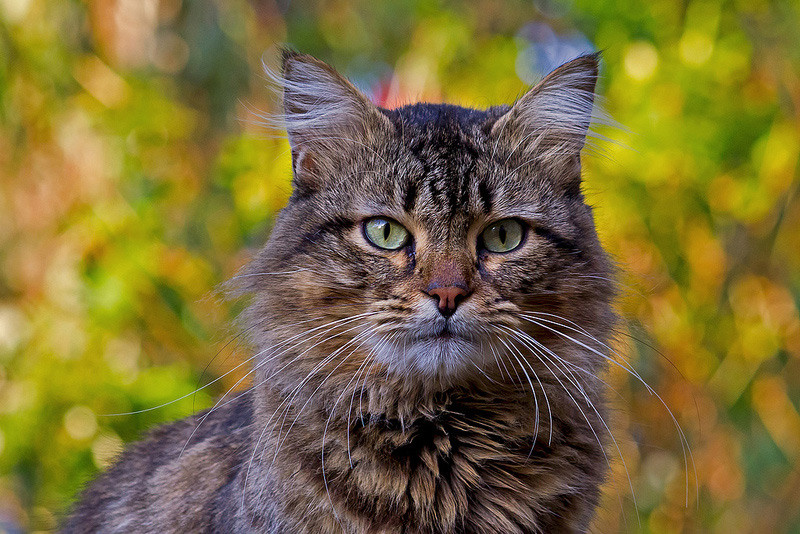 16 Great Shots Of Cats Playing Around | Smashing Camera