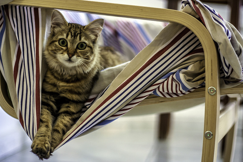 16 Great Shots Of Cats Playing Around | Smashing Camera