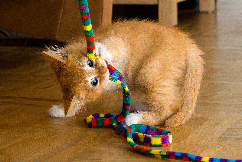 16 Great Shots Of Cats Playing Around | Smashing Camera