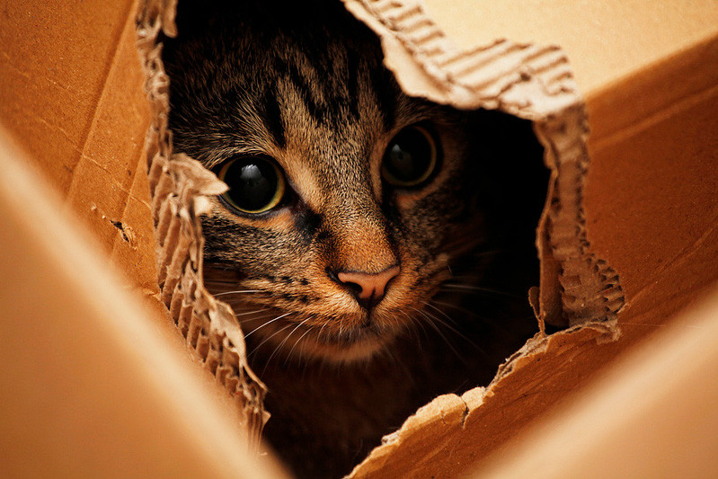 16 Great Shots Of Cats Playing Around | Smashing Camera