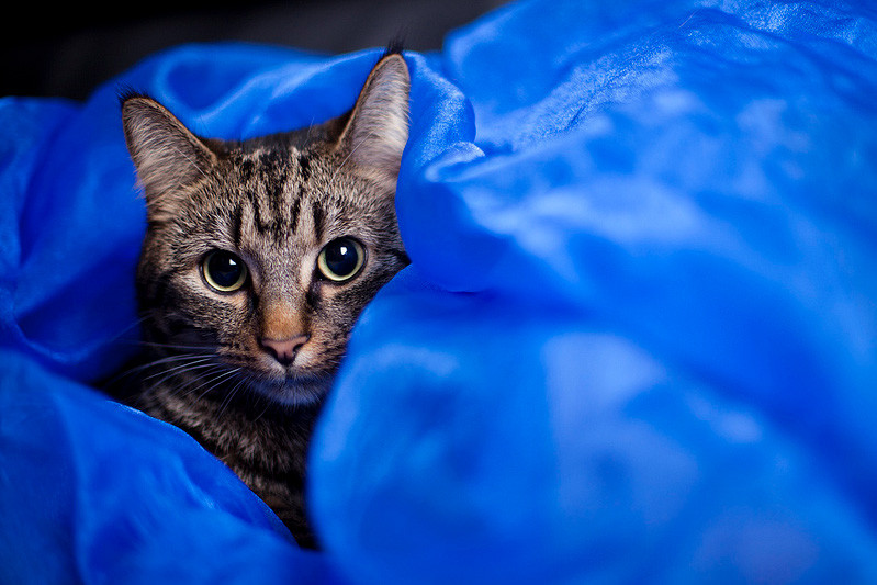 16 Great Shots Of Cats Playing Around | Smashing Camera