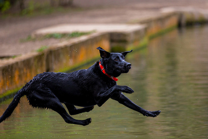 14 Excellent Photographs of Dogs Playing Around | Smashing Camera