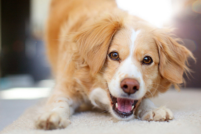 14 Excellent Photographs of Dogs Playing Around | Smashing Camera