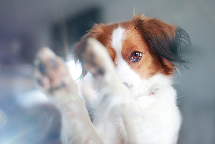 14 Excellent Photographs of Dogs Playing Around | Smashing Camera